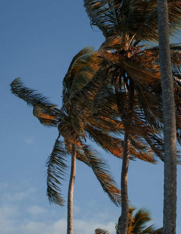 Windy.app – Live wind map & weather forecast